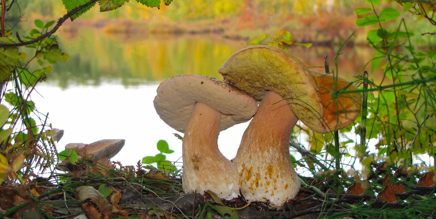 Quali sono i funghi più amati dagli italiani? - CDA Market